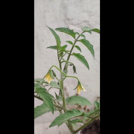 Tomato Stem Detector V4 Object Detection Dataset And Pre Trained Model By Tomato Stem Detect