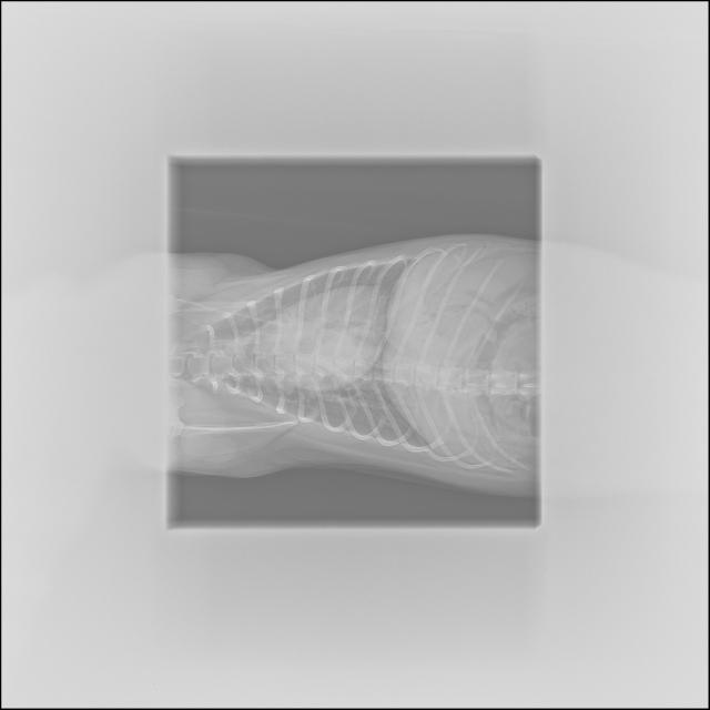 veterinary_heart_vert_detection Instance Segmentation Dataset and Pre-Trained Model by ...
