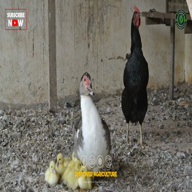 Chicken Duck Object Detection Dataset by Thi Gia May Tinh
