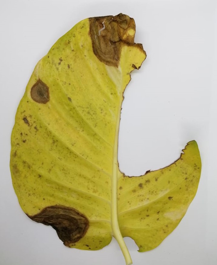 Mix Dataset Object Detection Dataset By Fast National University