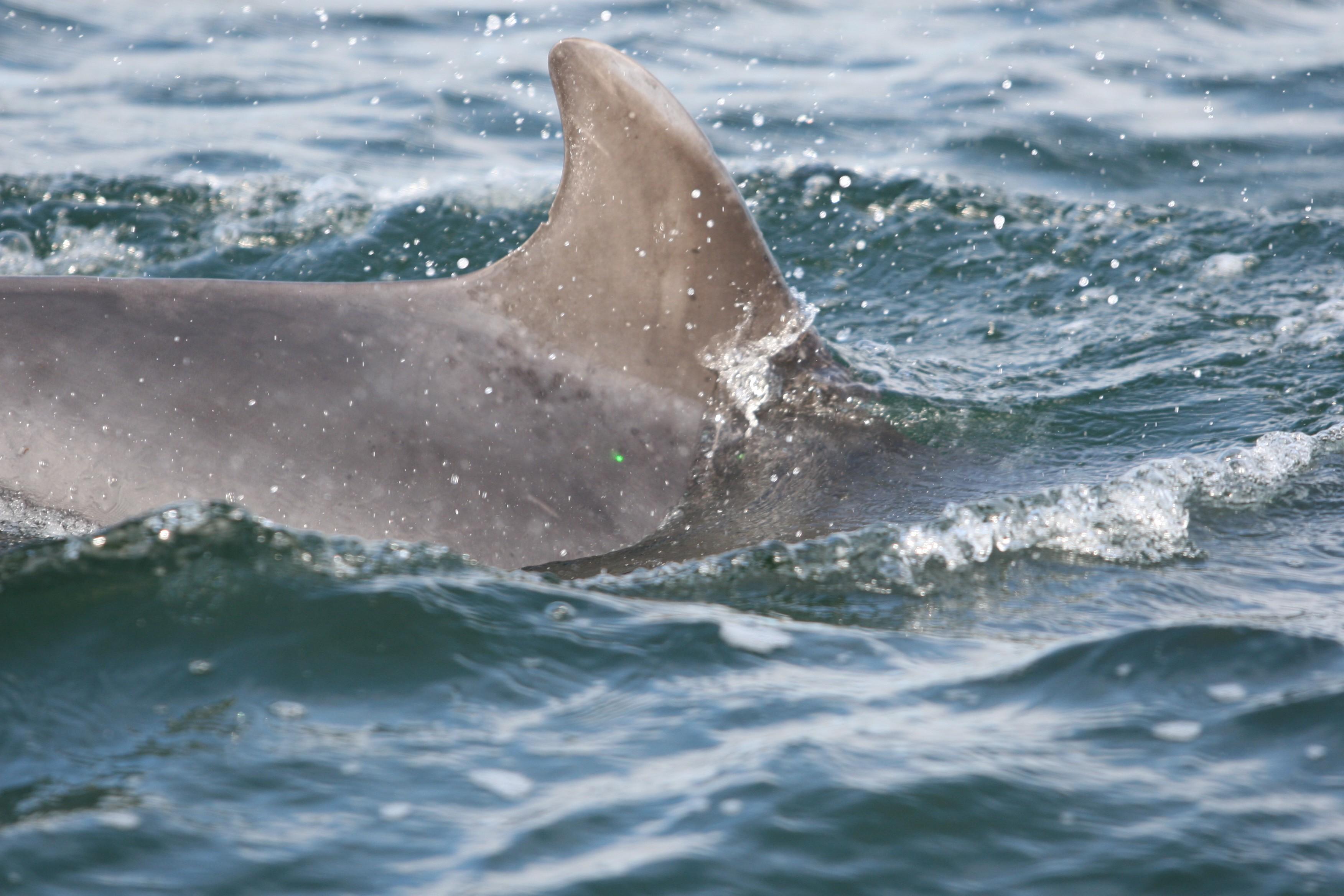 sea Object Detection Dataset and Pre-Trained Model by SHSU