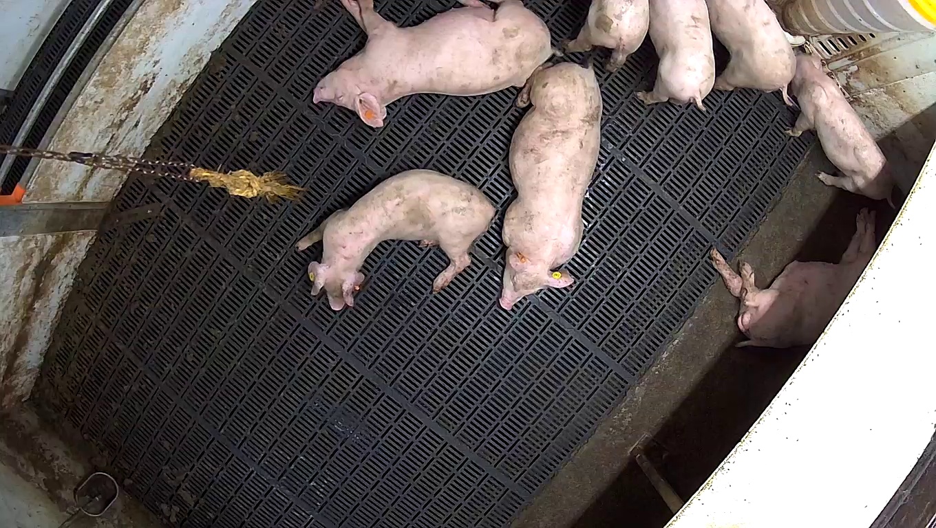 Pig Object Detection Dataset by WayneRobo