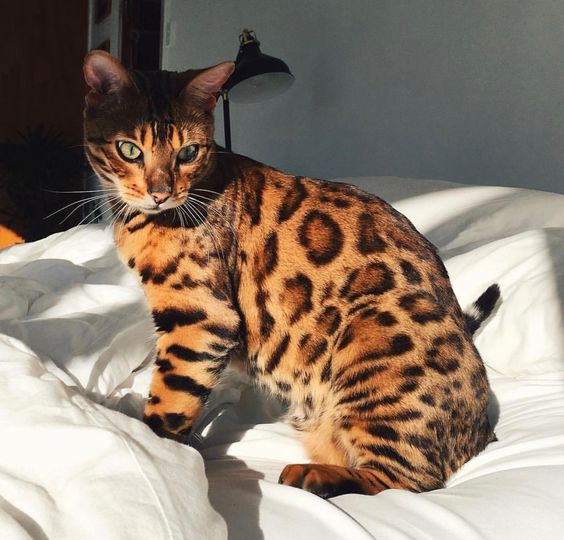 Jenis Kucing Object Detection Model by skripsi kucing