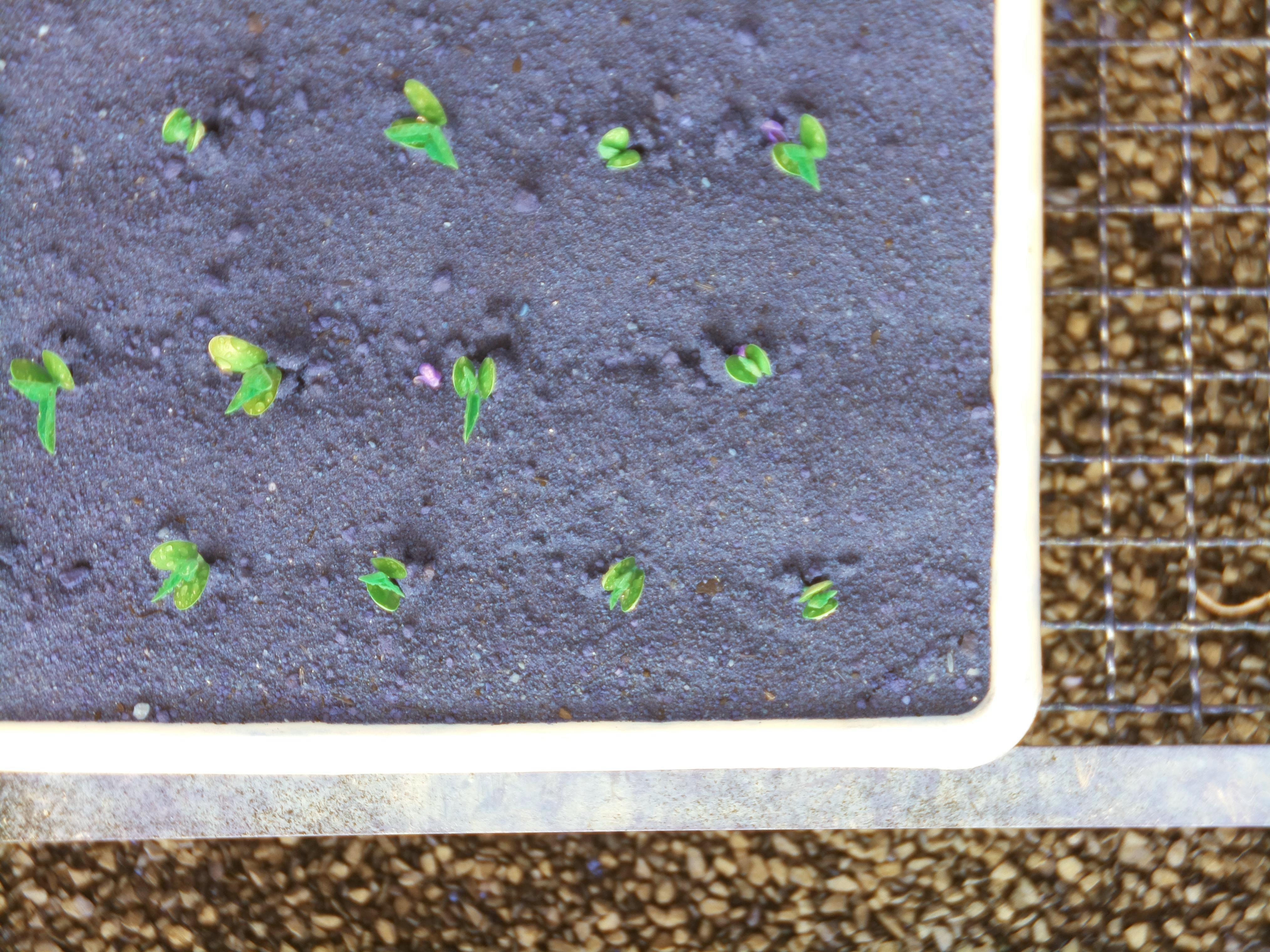 syng_soy_imagemboa Instance Segmentation Dataset by Alvino