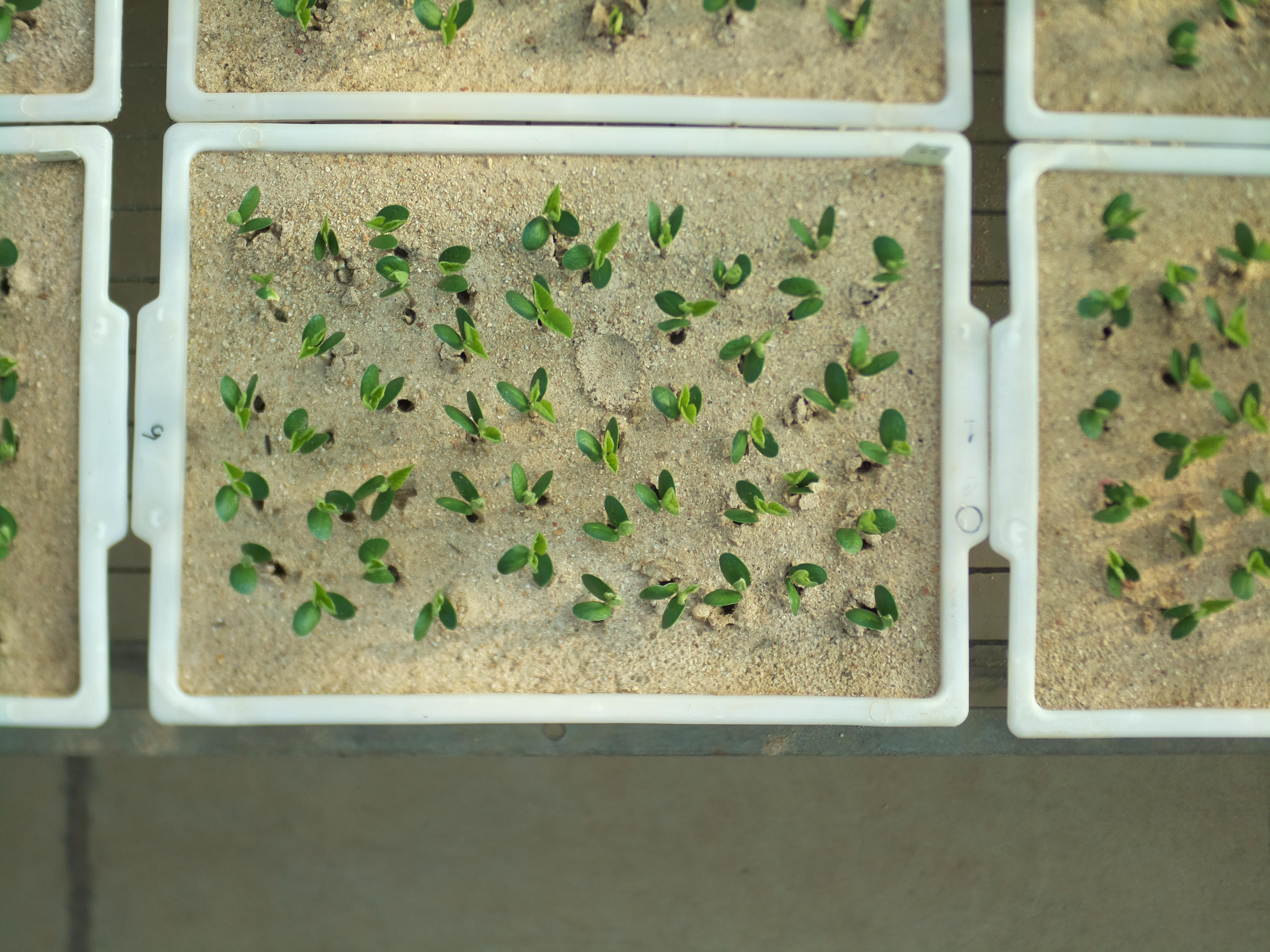 big_leaf_st Instance Segmentation Dataset by Alvino