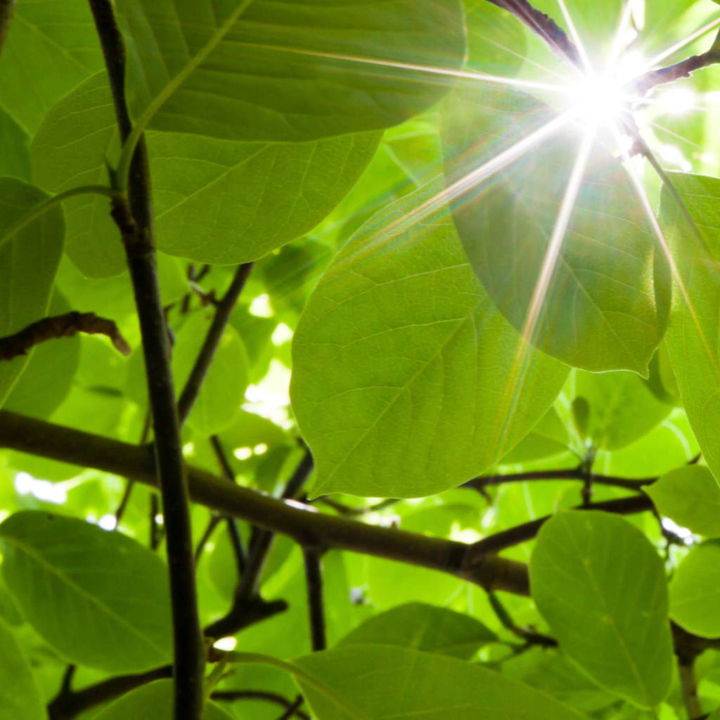 Field plant Object Detection Model by pestdetection