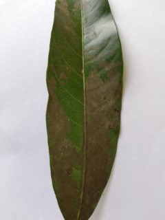 Mango with error handling Object Detection Dataset by Mango