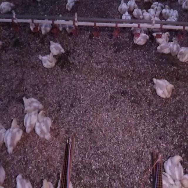 Bird Detection And Hcm Object Detection Dataset And Pre Trained Model