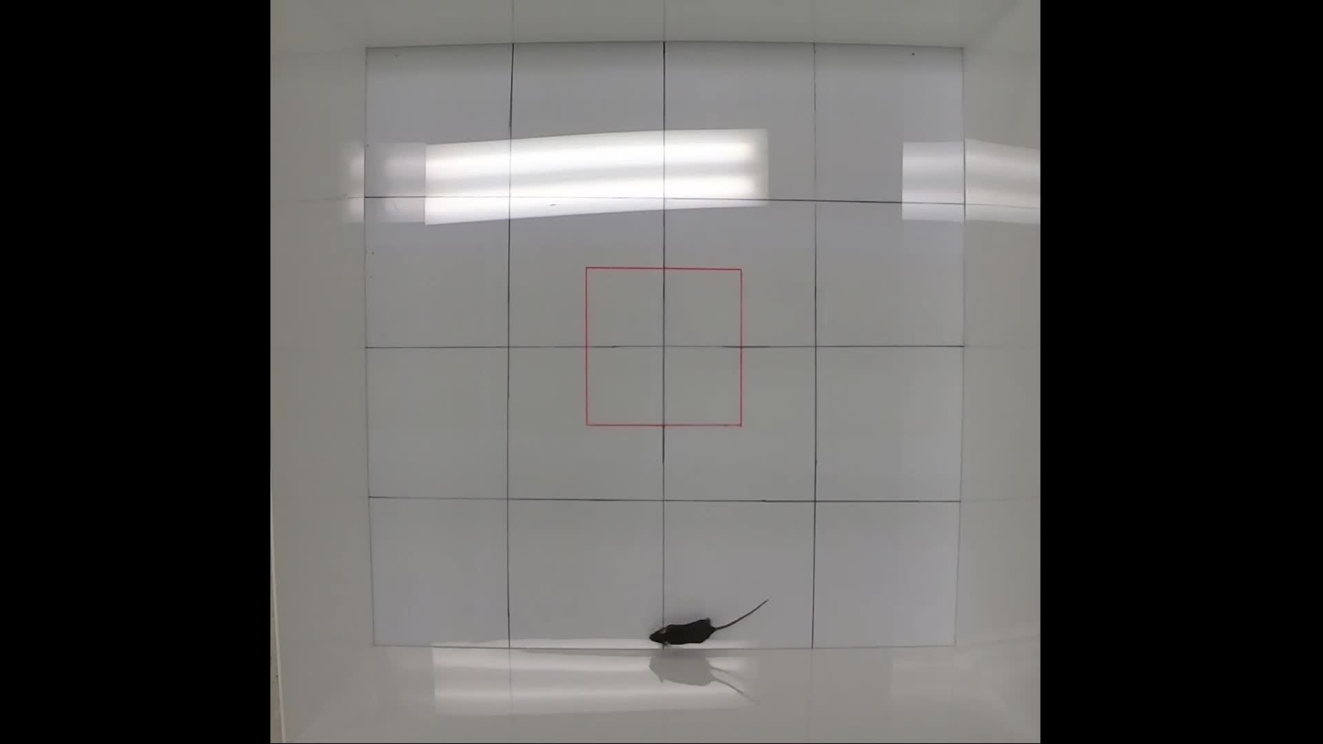 Mouse Models Object Detection Model By Behavioural Test Analyses