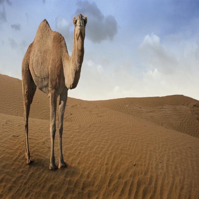 camel Object Detection Dataset by project-buqhv