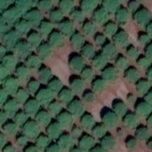 Tree Object Detection Dataset by Trees