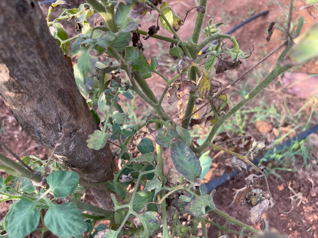 Tomato-disease-detection Object Detection Model by Sem7