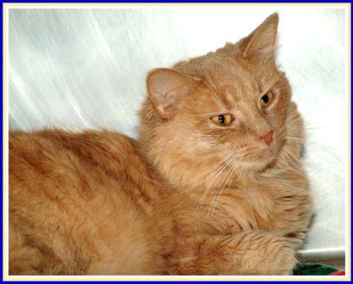 Dogs v Cats Object Detection Dataset by armoredcore