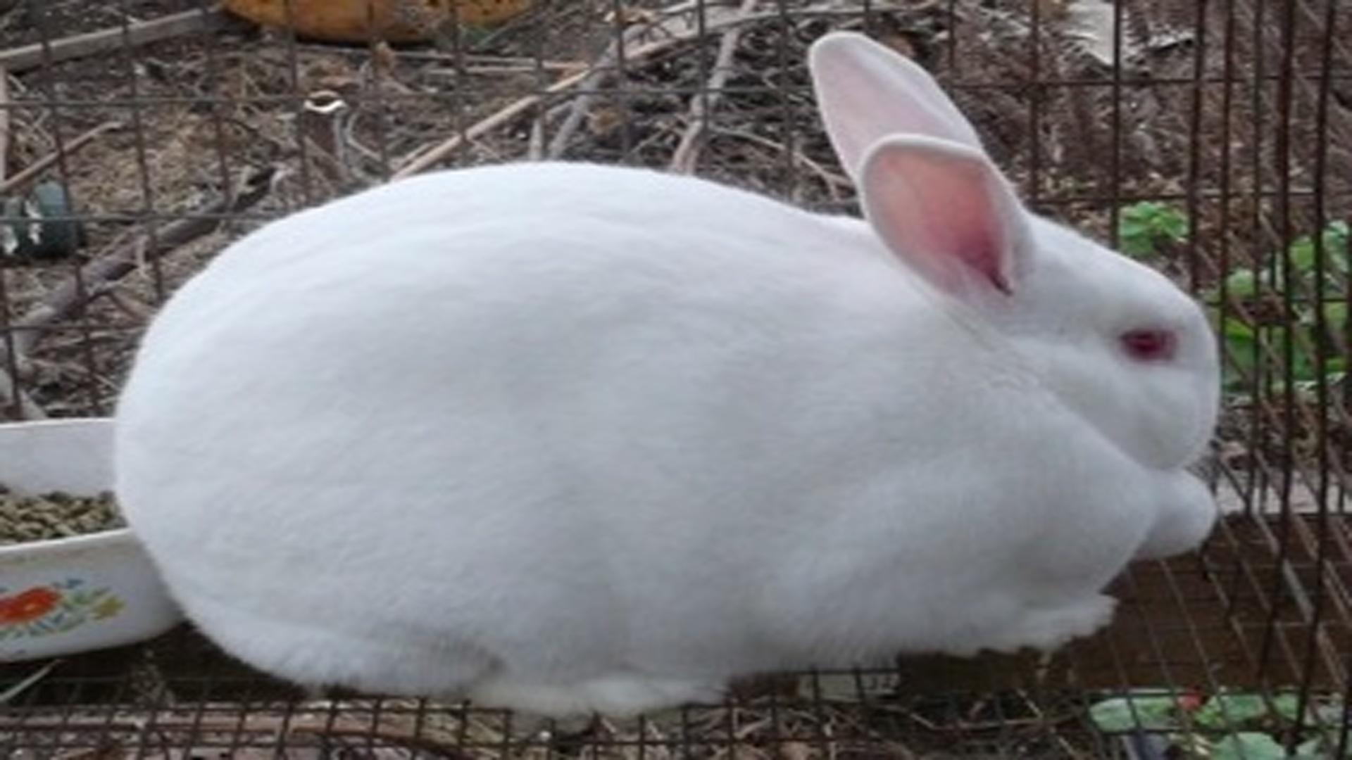 RBC Object Detection Dataset by RBCVersion2