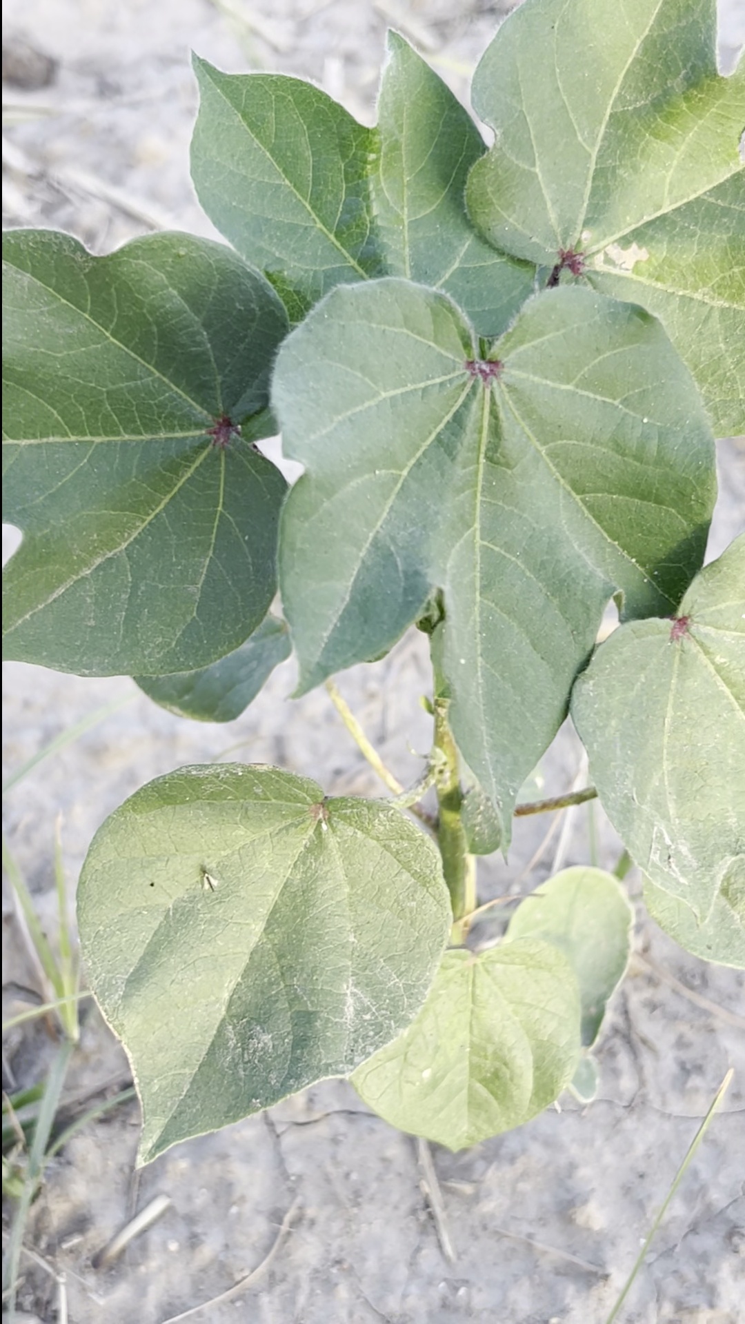 Plant detection Object Detection Model by agrikheti