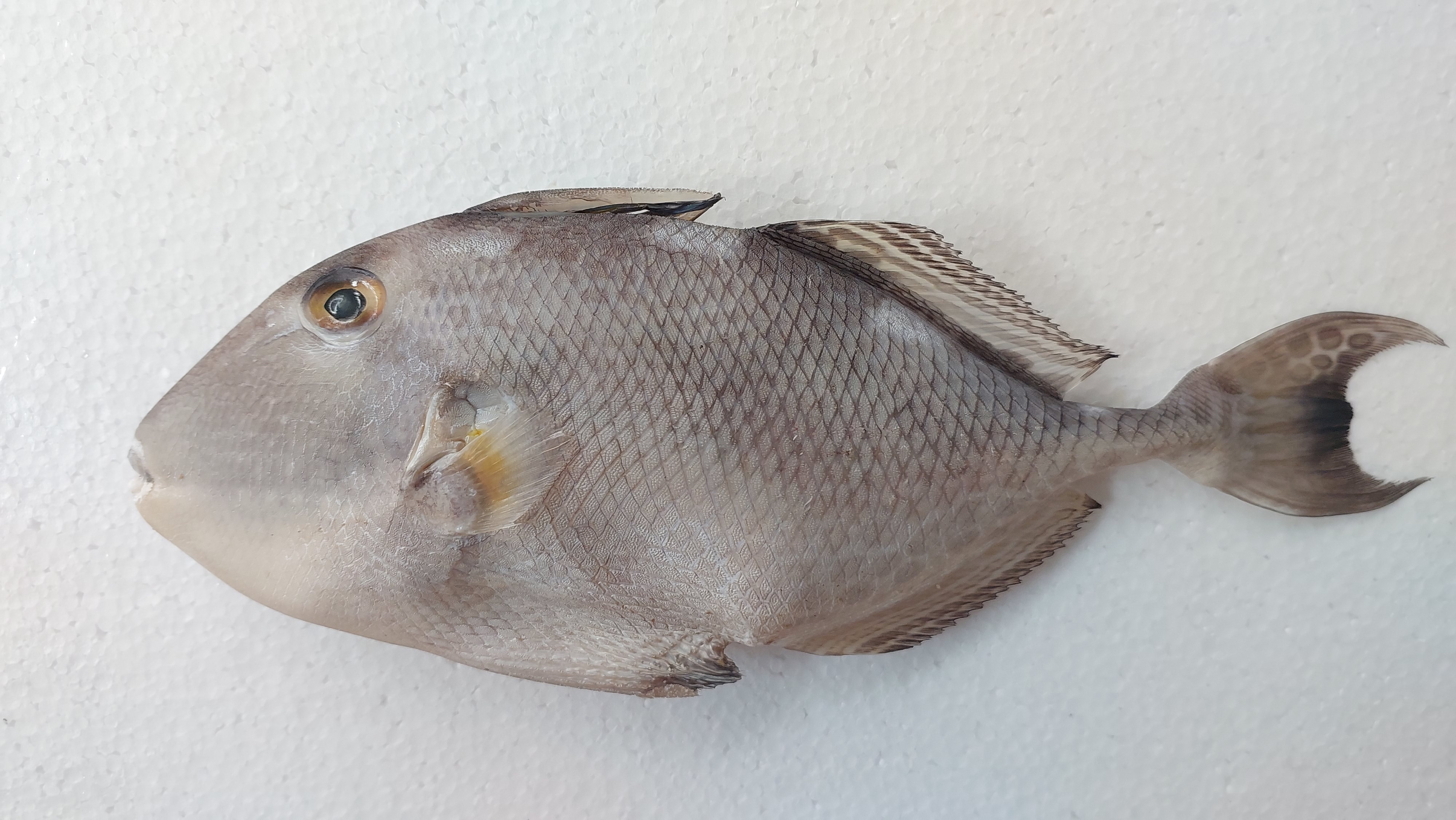 ikan_laut Object Detection Model by Ccmvis2