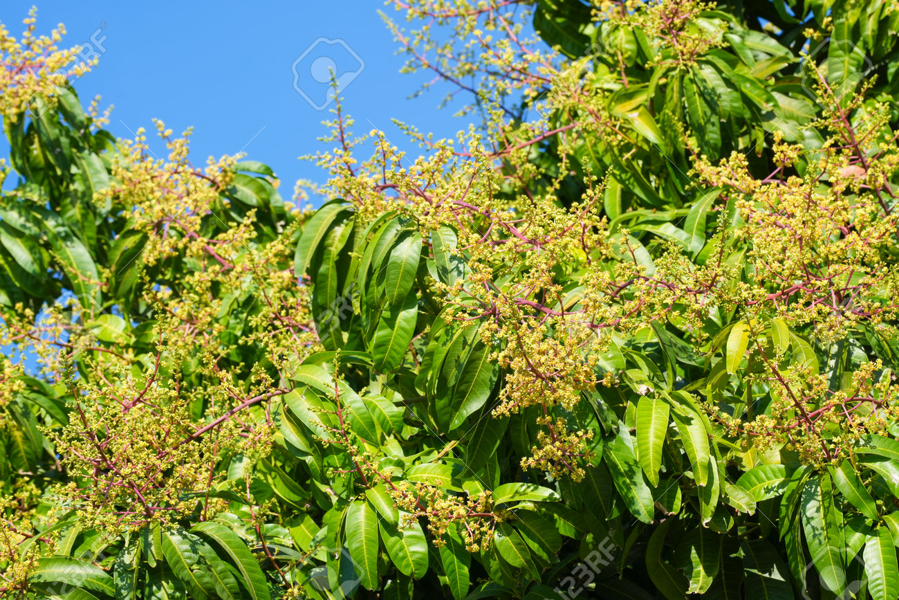 Bunga Deteksi Object Detection Dataset And Pre Trained Model By Bunga