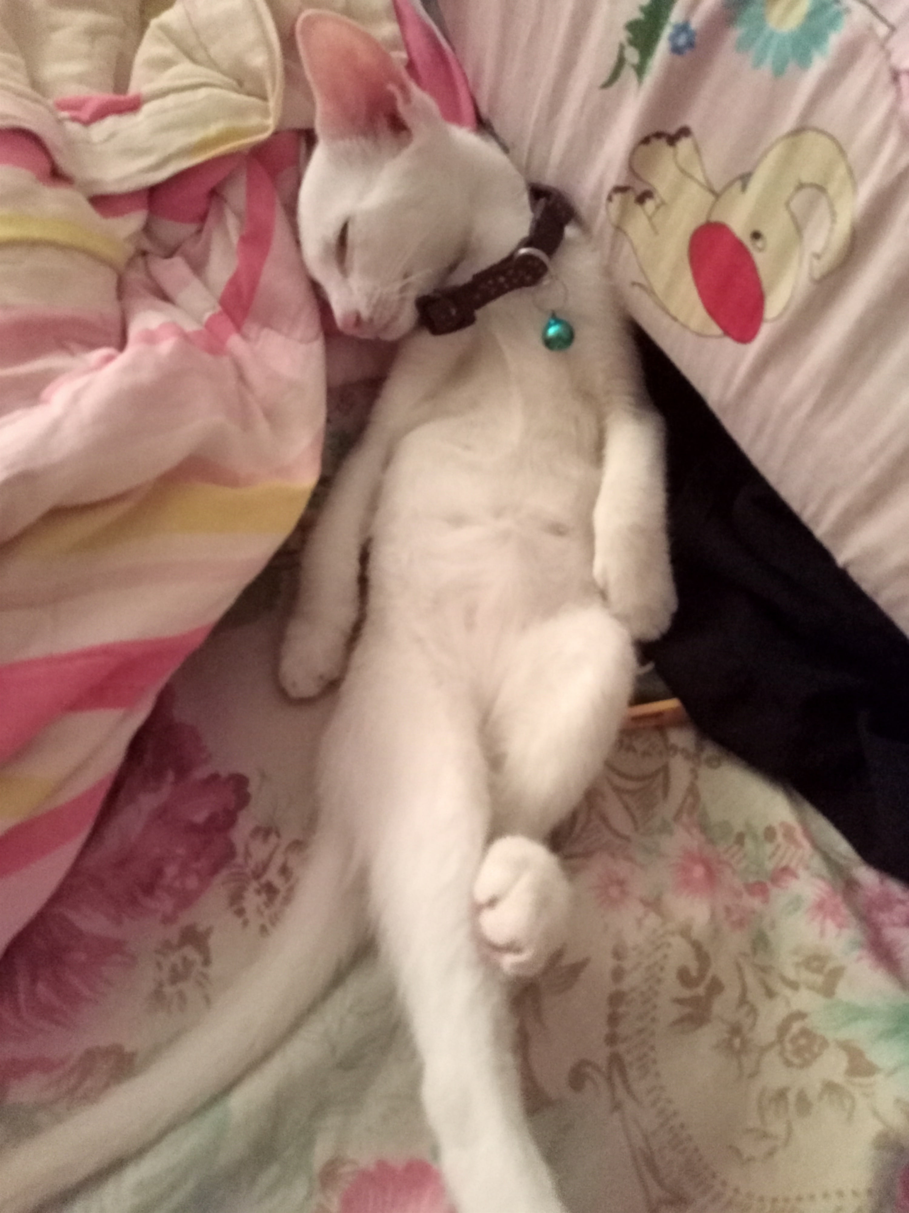 cat sleeping detection Object Detection Model by swine