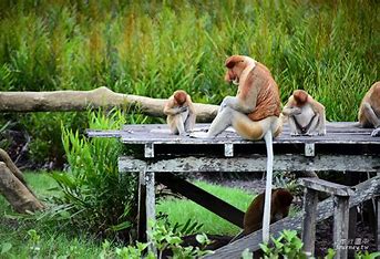 monkey Object Detection Dataset and Pre-Trained Model by german tank