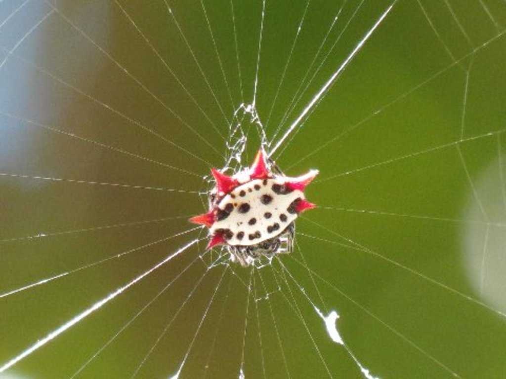 Spiders (PhobIA) Classification Dataset by vimonteglione@hotmail.com