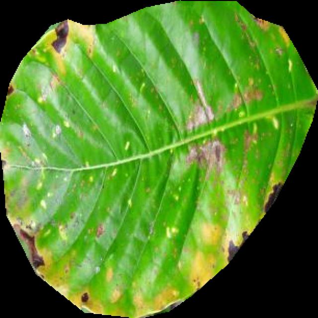 Classifier Classification Dataset By Coffee Leaf Detection