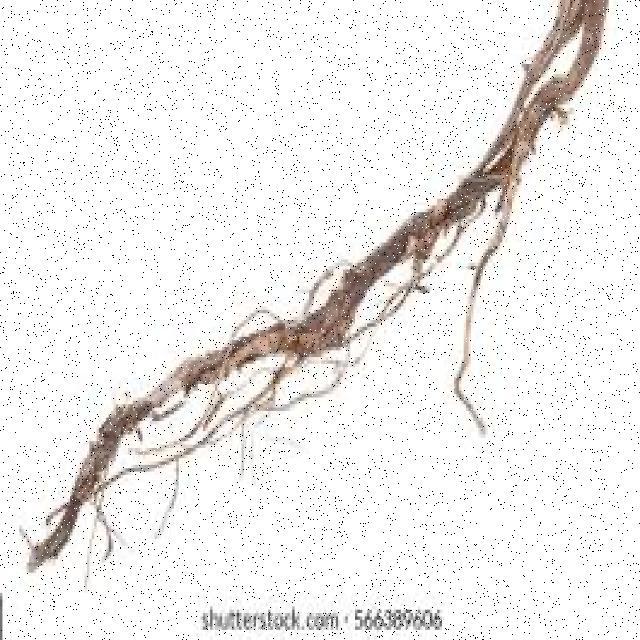 akar Object Detection Dataset by Tumbuhan Naufal