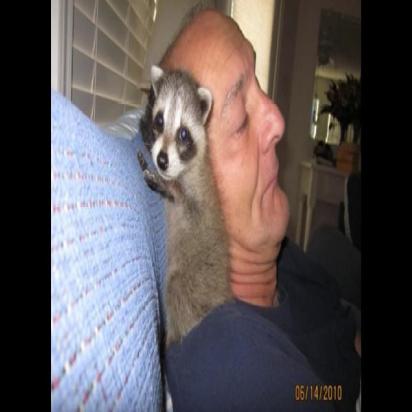 raccoons Object Detection Dataset and Pre-Trained Model by venu