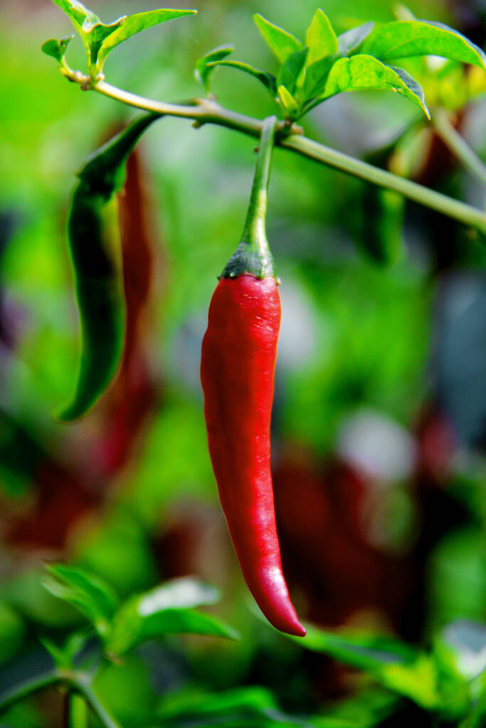 Pepper-Yolov5 Object Detection Dataset and Pre-Trained Model by pepper