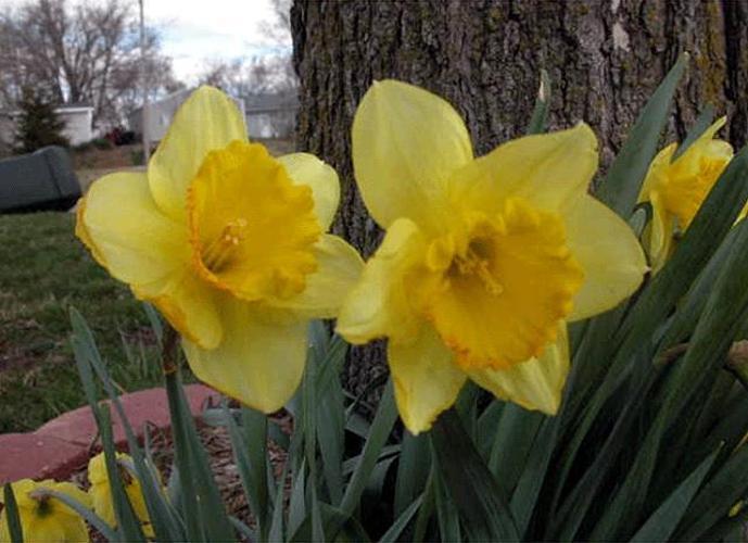 Flower Classification Classification Dataset and Pre-Trained Model by ...