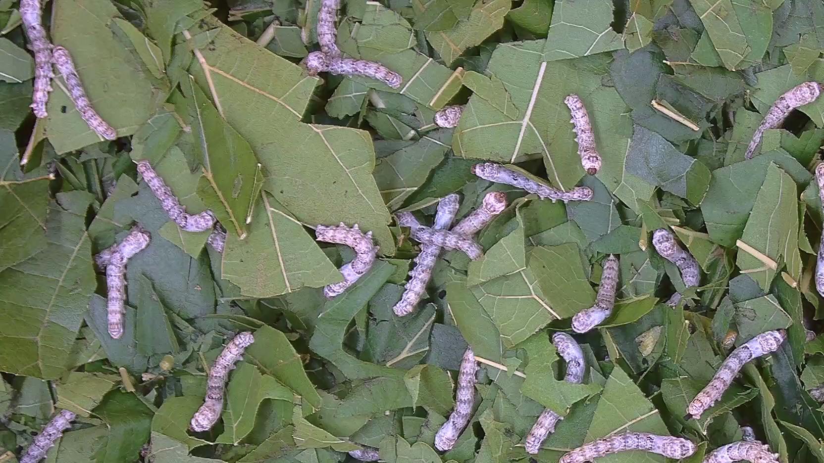 zxc Object Detection Dataset by asiak