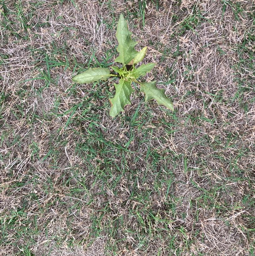 coco-malezas Semantic Segmentation Dataset by new-workspace-eluts