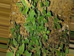 Yolo weed dataset Object Detection Dataset by yaswanth