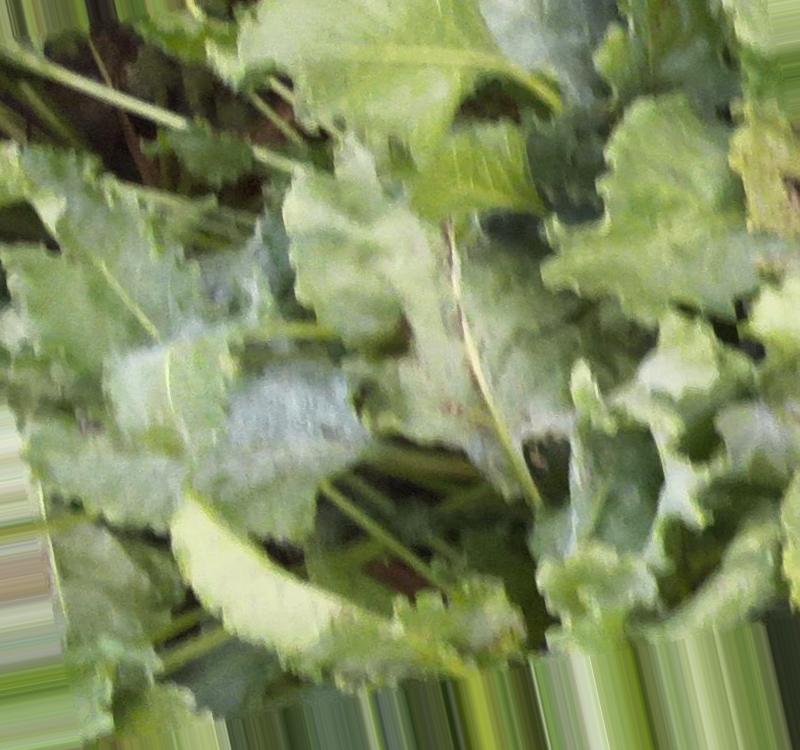 optimum model Classification Dataset and Pre-Trained Model by Deep ...