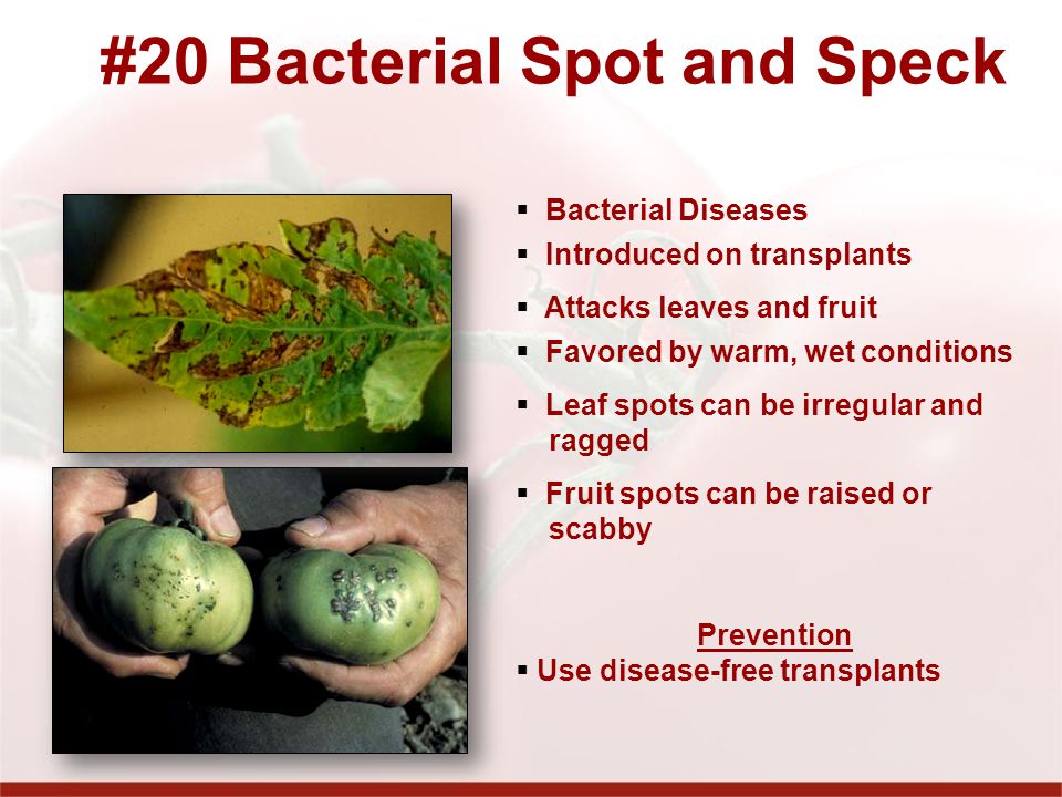 Fruit Disease Detection Object Detection Dataset By Giangproject