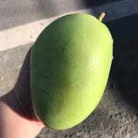 Test Mango - Roboflow Universe