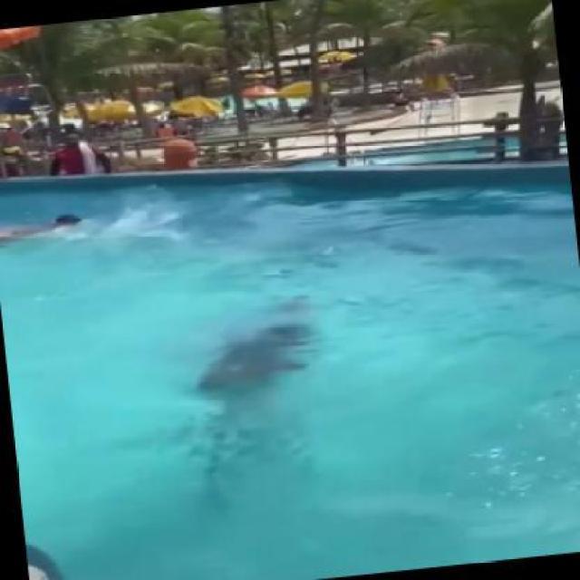 Drowning Humans Object Detection Dataset And Pre Trained Model By Rover