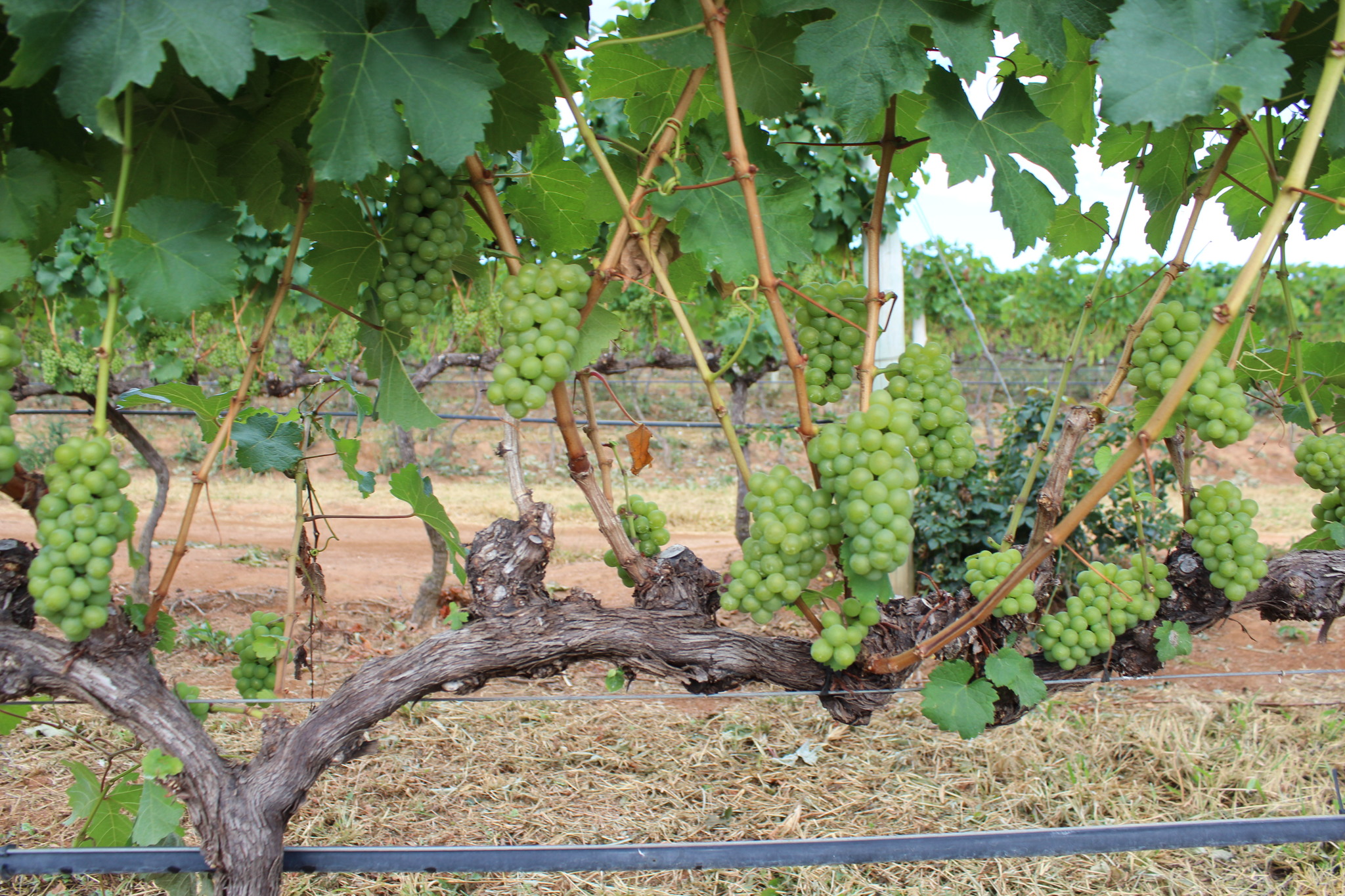 grape Object Detection Dataset by grapedatasets