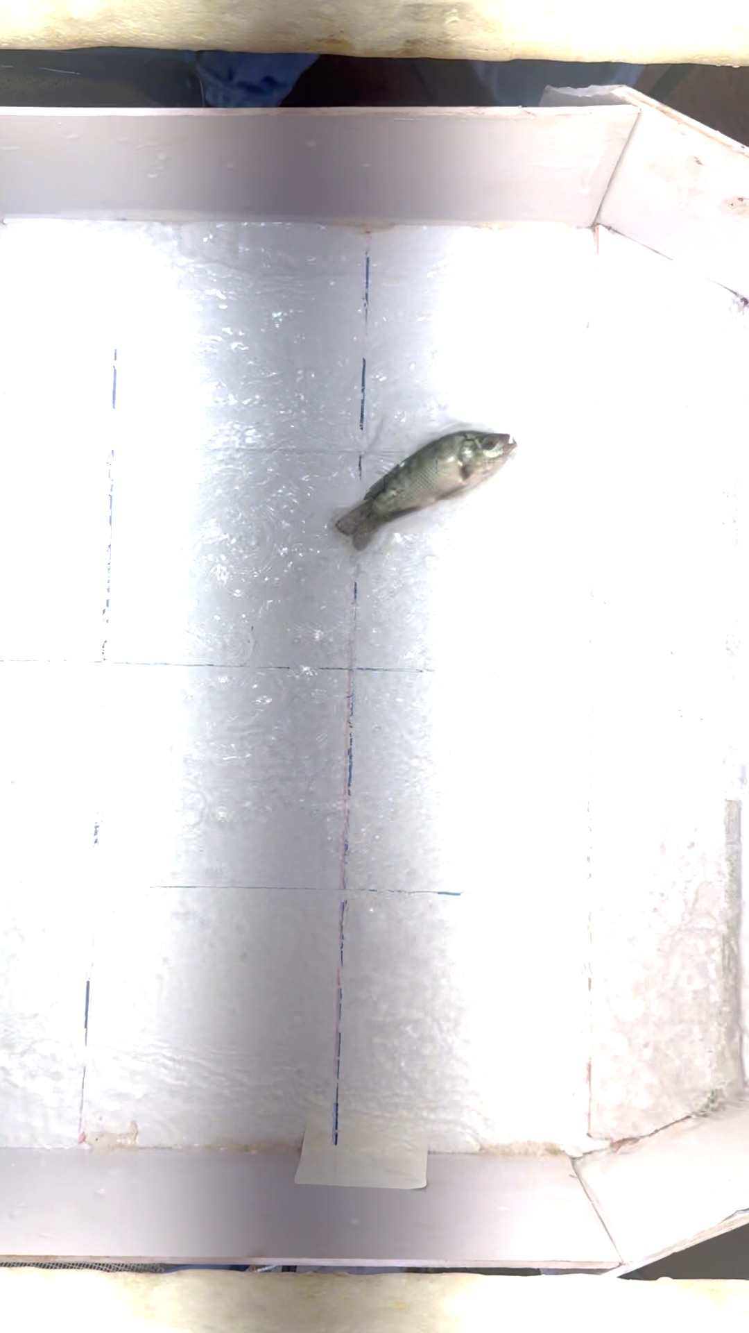 merge_fish Object Detection Dataset by tilapia 50 2