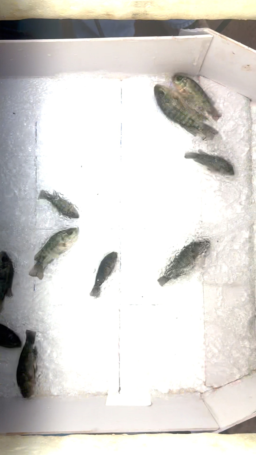 tilapia 50 - 800 Object Detection Dataset and Pre-Trained Model by tilapia 50 2