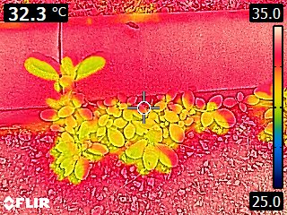 Project PLANT & WEED Object Detection Dataset and Pre-Trained Model by ...