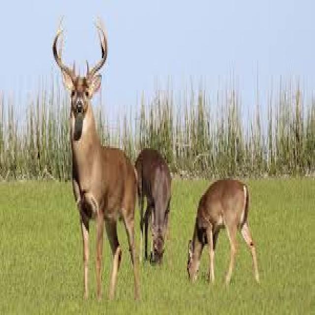 Deer Object Detection Dataset by Dzik