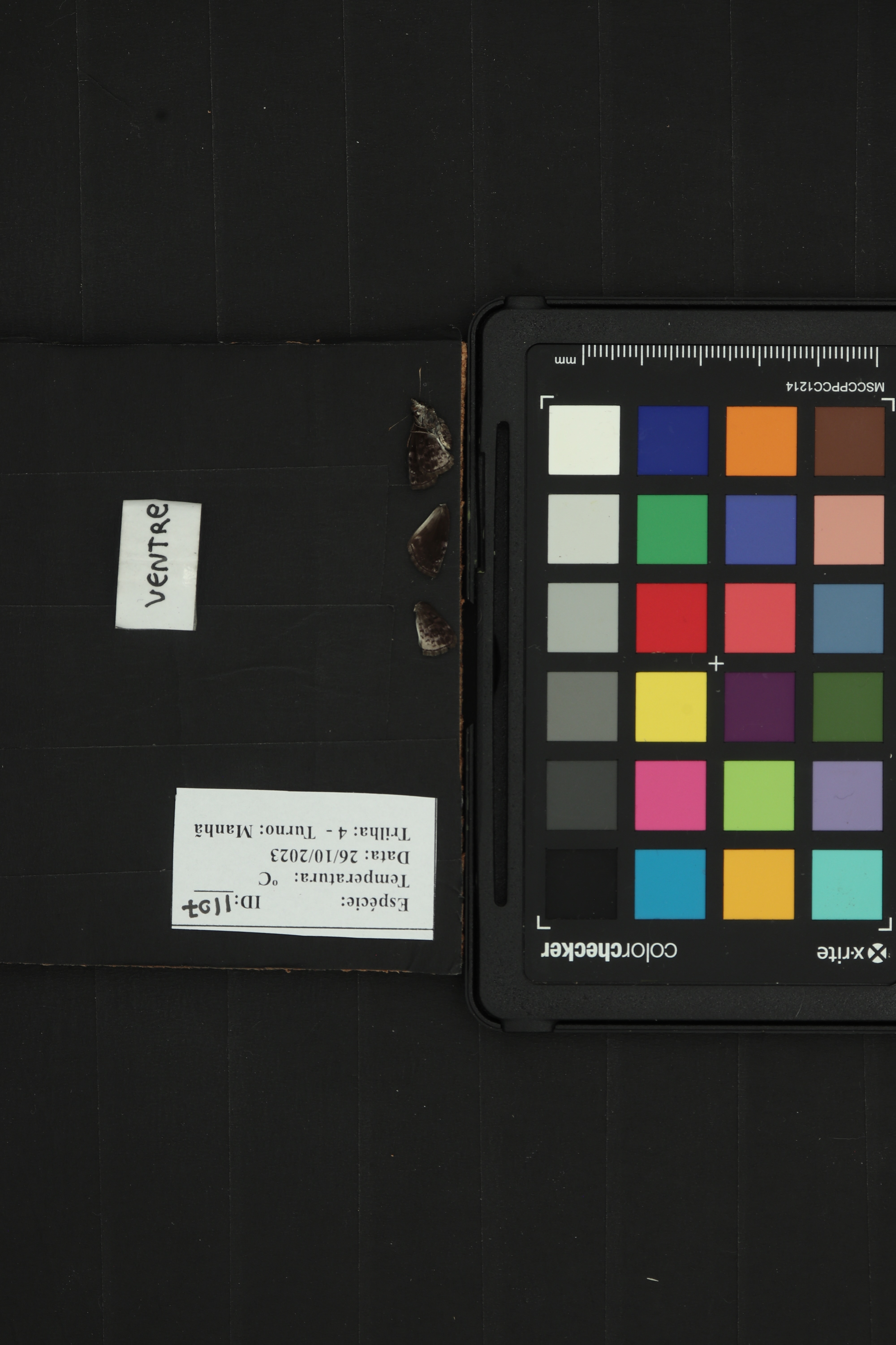 Butterfly Classification Classification Dataset and Pre-Trained Model by Evolutionary Ecology Lab