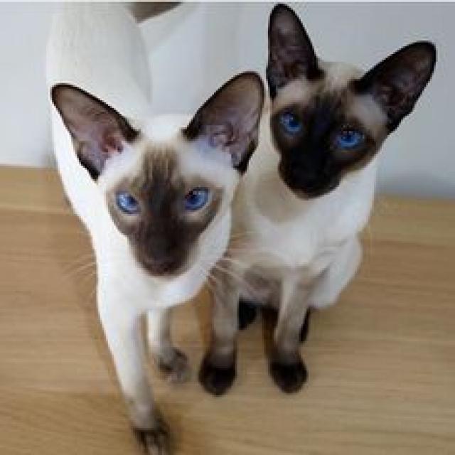 Cat Breeds Object Detection Model By Pythondnemsonuproje