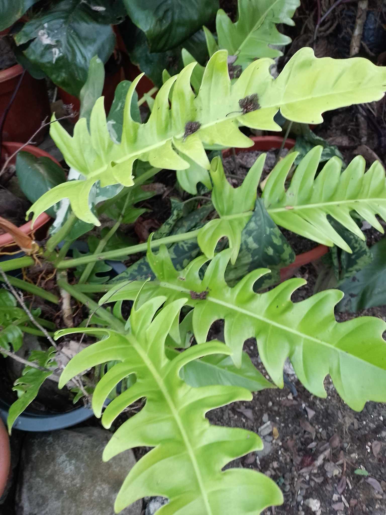 leaves Object Detection Dataset by m