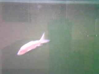 fish Object Detection Dataset and Pre-Trained Model by 1