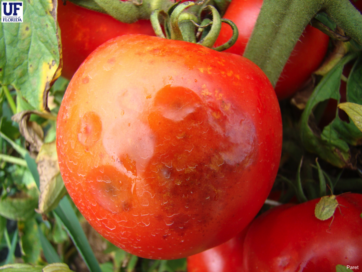 Tomato Fruit Disease Detection Object Detection Dataset by bim
