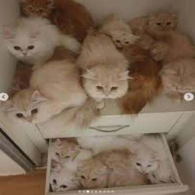 dog and cat Object Detection Dataset and Pre-Trained Model by project-ra1vj