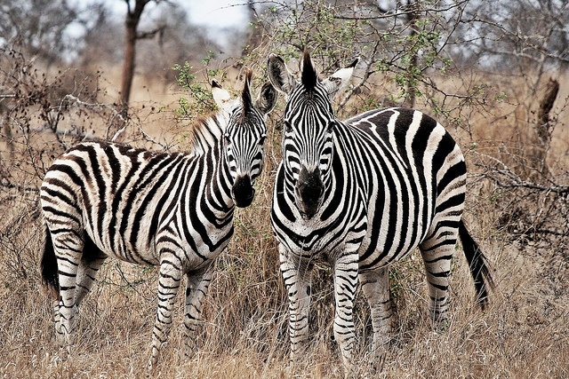 Wildlife Detection Object Detection Dataset And Pre Trained Model By Trial