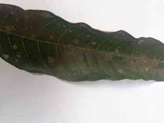 Mango Leaf Disease Object Detection Dataset by mariomartuaa
