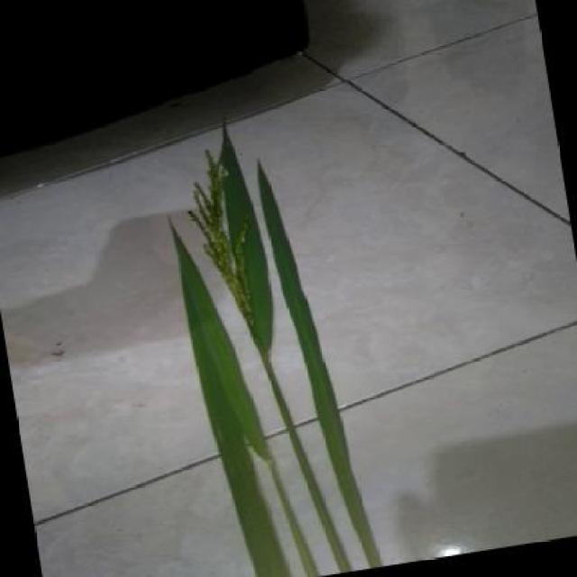 Rice Plant Object Detection Dataset By Agrisense Dataset